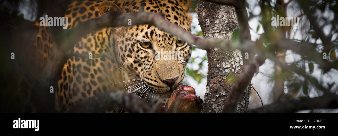 Leopard in tree with antelope kill hi-res stock photography and images ...
