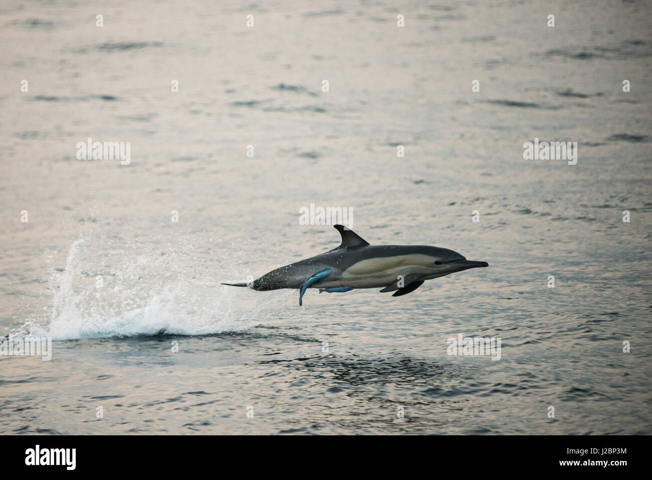 Long-beaked common dolphin (Delphinus capensis) and remora, Feeding in ...