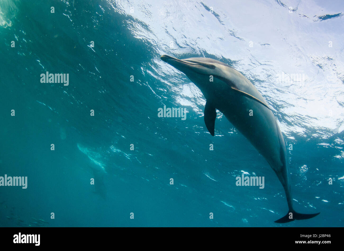 Long-beaked common dolphin (Delphinus capensis) Sardine run, Eastern ...