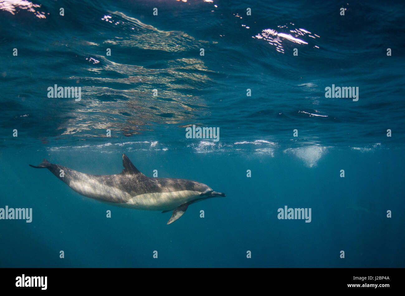 Long-beaked common dolphin (Delphinus capensis), Feeding in Sardine run ...