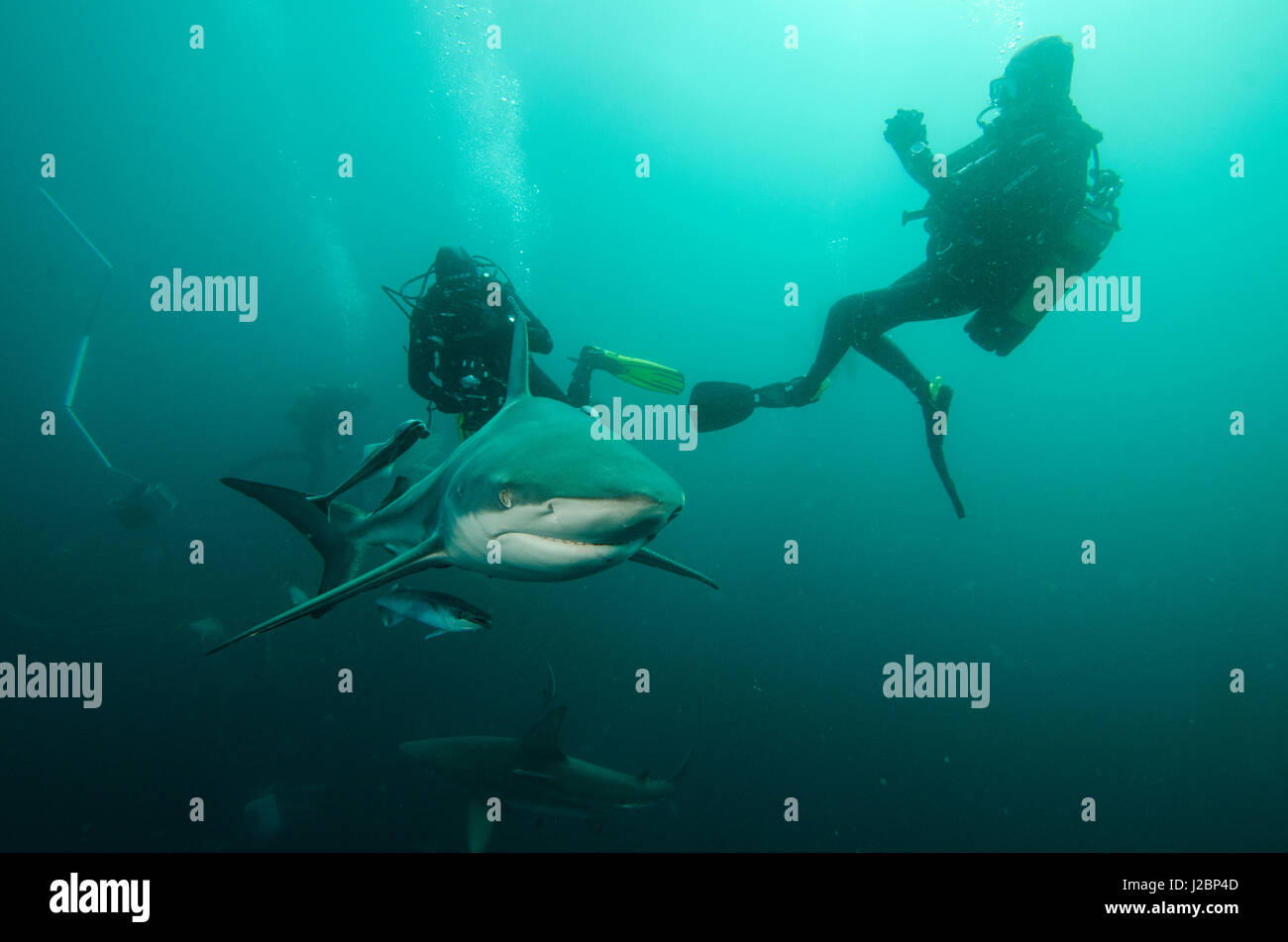 Oceanic Black-tip shark (Carcharhinus limbatus) and Chum Bucket and ...
