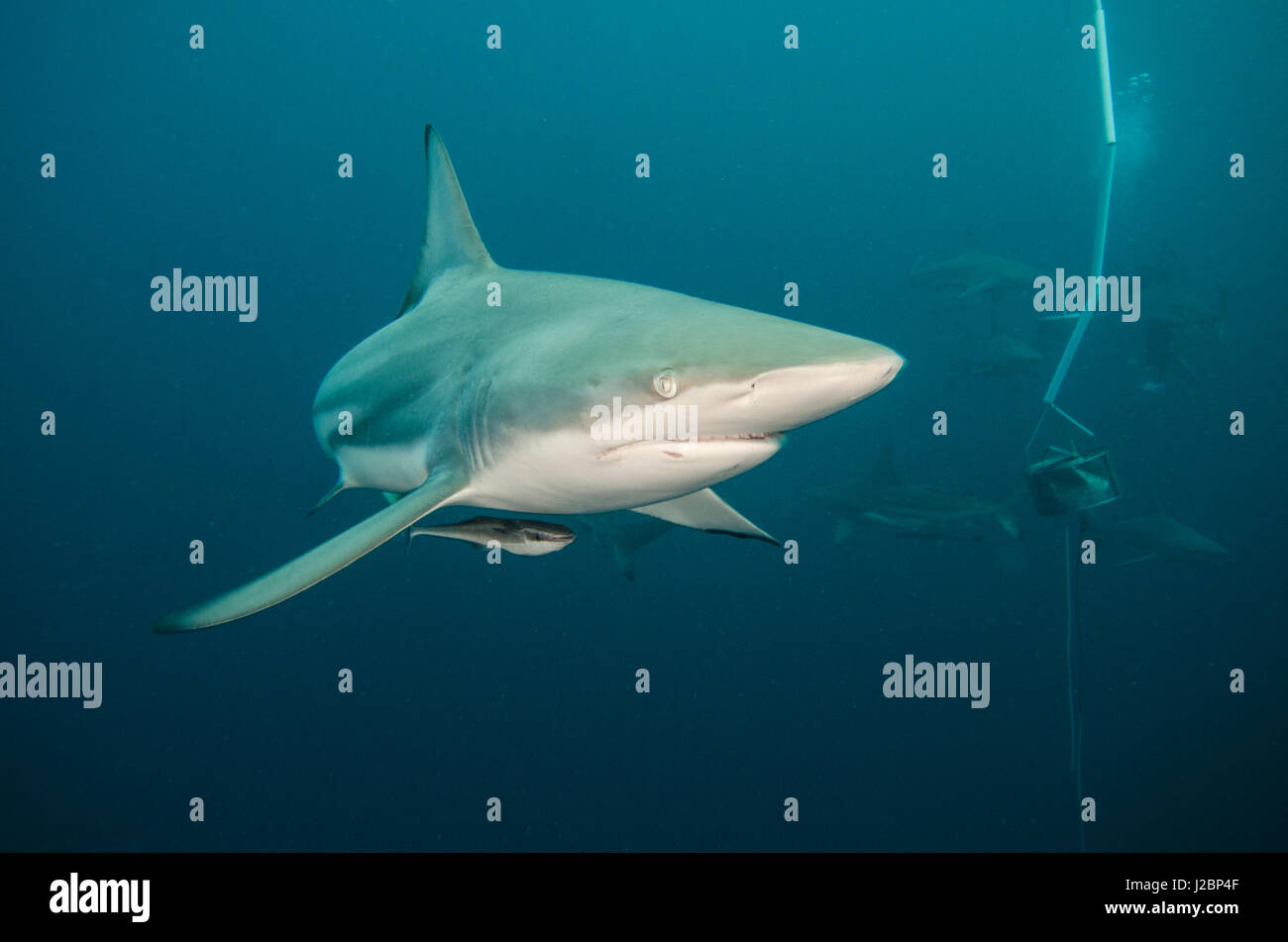 Oceanic Black-tip shark (Carcharhinus limbatus) and Chum Bucket, shark ...