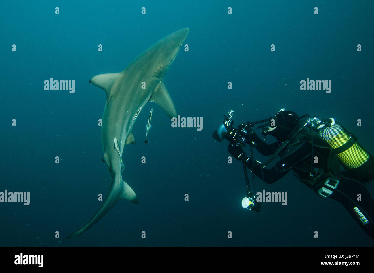 Oceanic Black-tip shark (Carcharhinus limbatus) and Remora (Remora ...