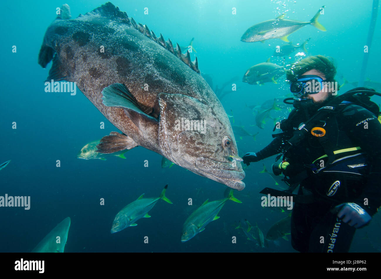 Potato Cod (Epinephelus tukula) and Diver and Blacktip Trevally ...
