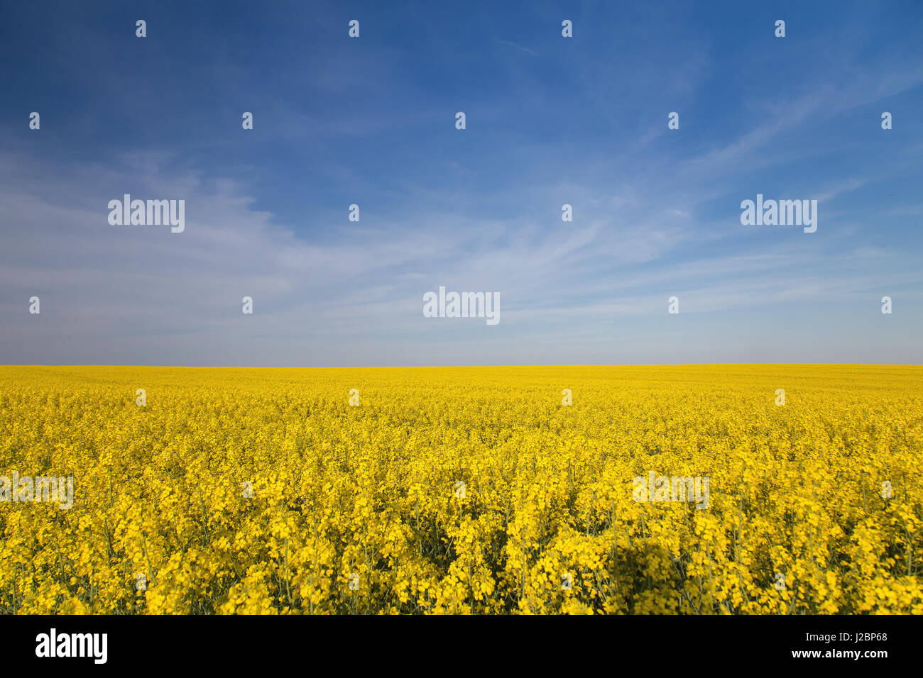 Golden rapeseed hi-res stock photography and images - Alamy