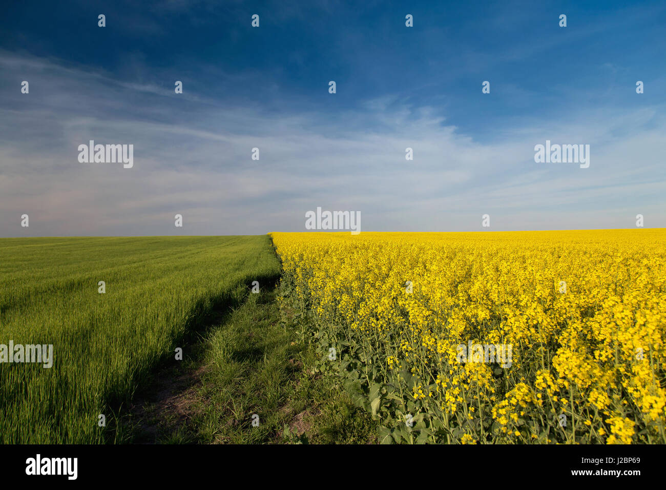 Swede field hi-res stock photography and images - Alamy