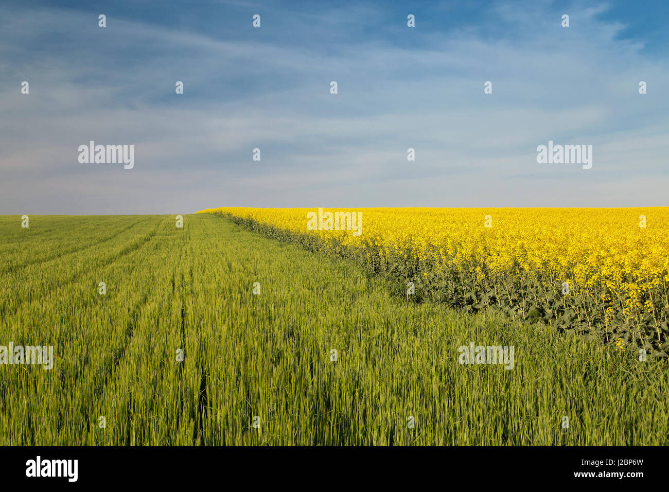 Yellow rapeseed field pathway hi-res stock photography and images - Alamy