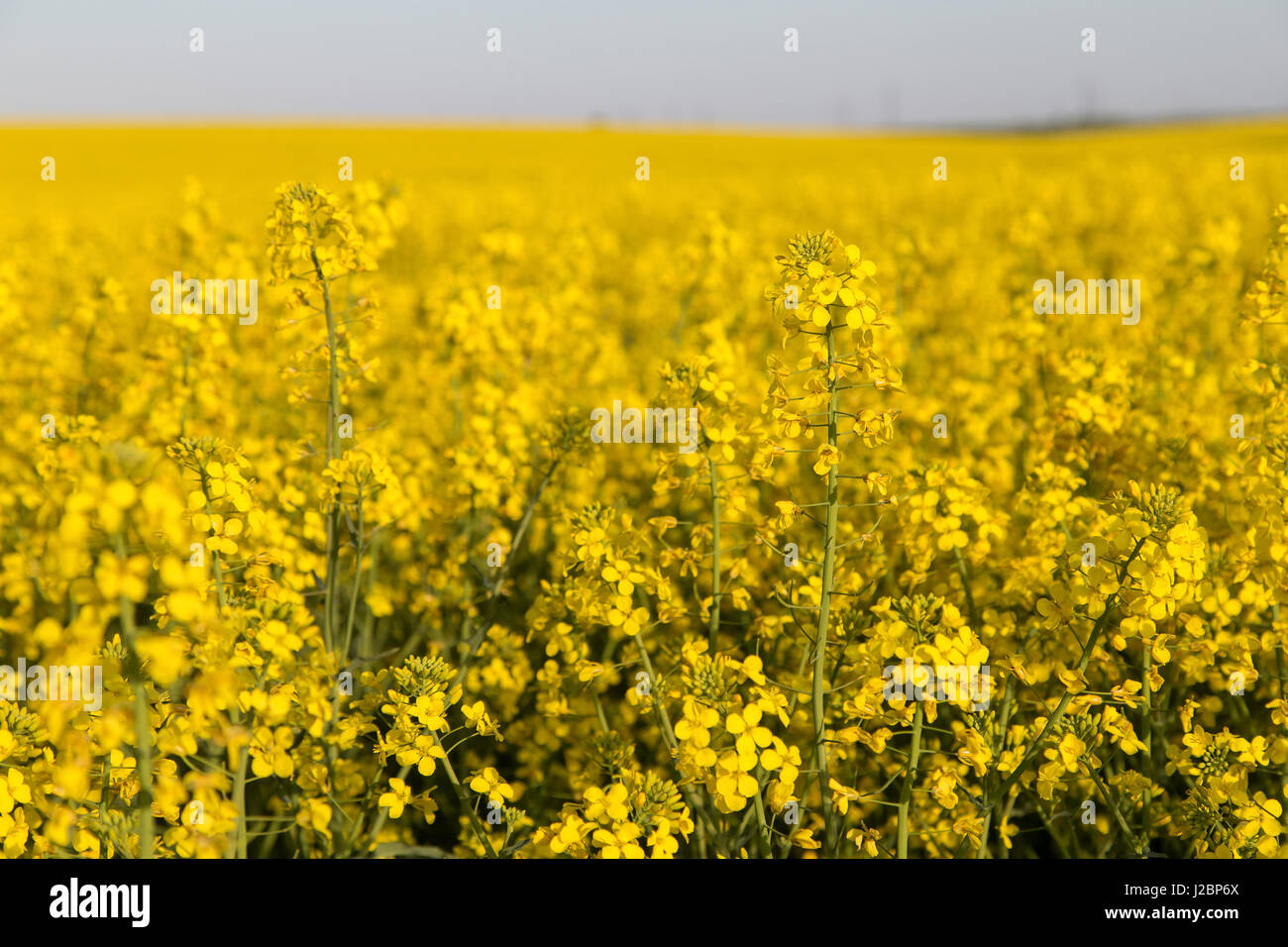 Swede Field High Resolution Stock Photography and Images - Alamy