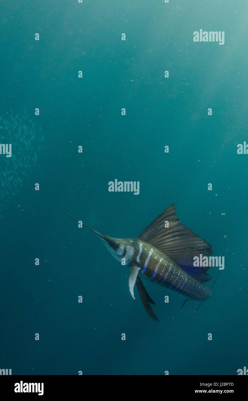 Sailfish (Istiophorus) and bronze whaler shark (Carcarhinus brachyurus ...