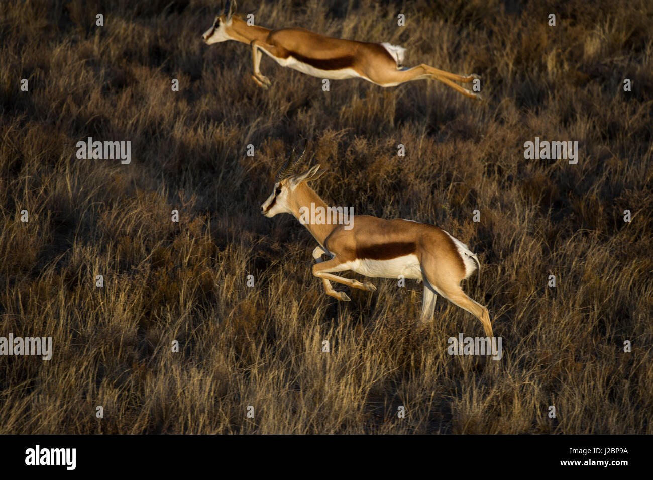 Marsupials hi-res stock photography and images - Alamy