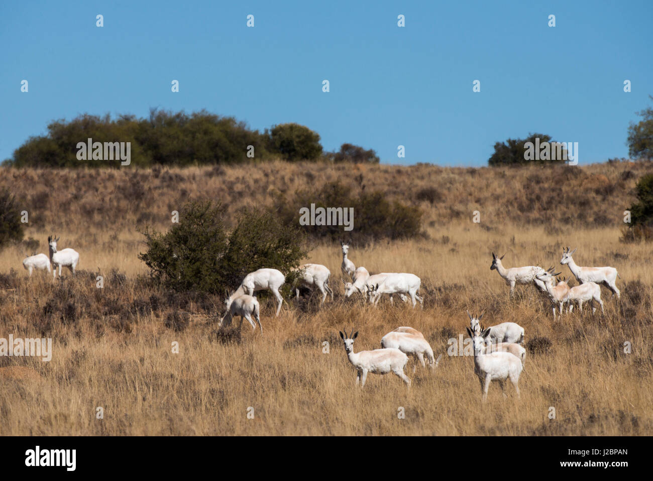 Marsupials hi-res stock photography and images - Alamy