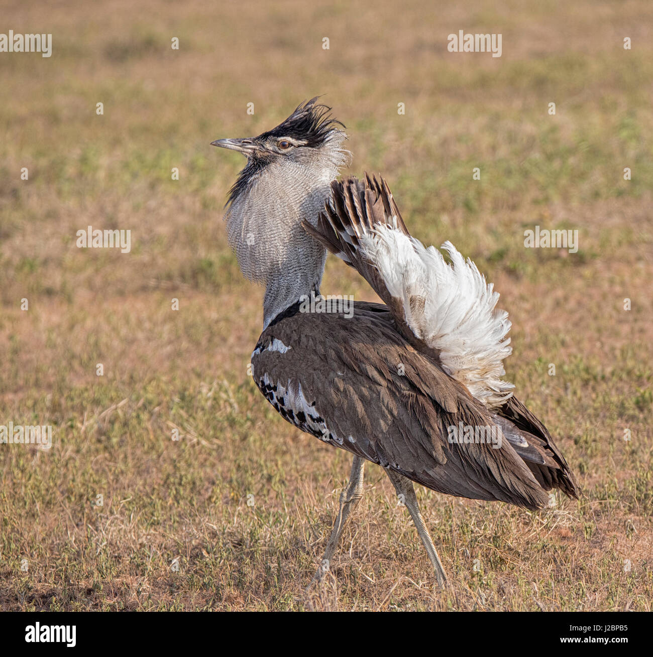 Africa, Tanzania, Serengeti. Male Kori Bustard (Ardeotis kori) in a ...