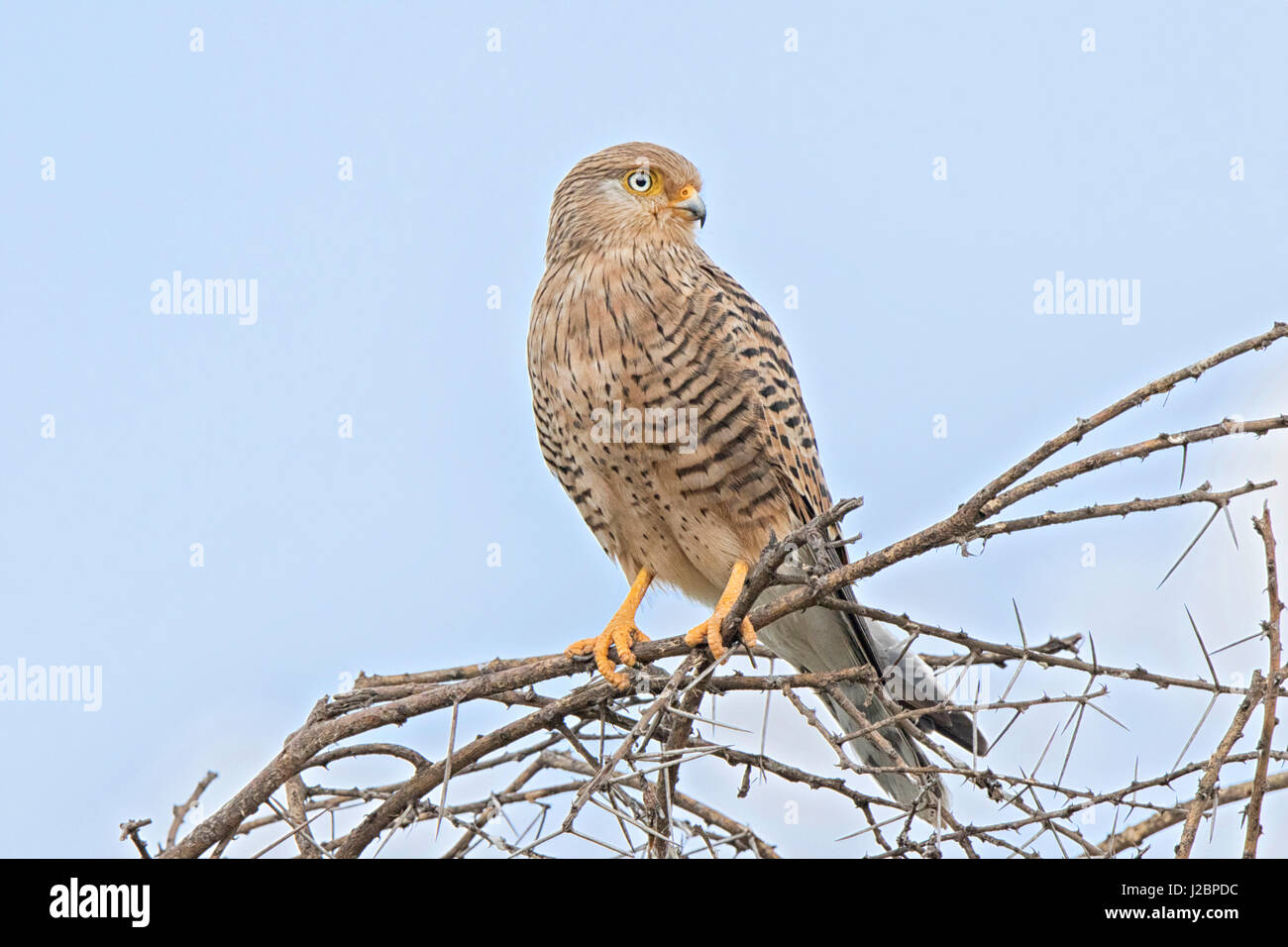 Serengeti greater kestrel hi-res stock photography and images - Alamy