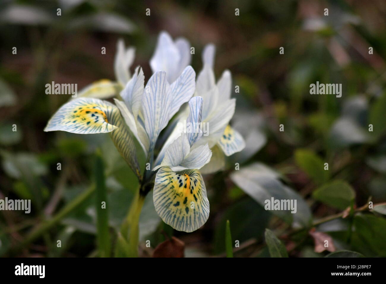 Blue irises in the soil. Dutch Iris, Iris hollandica Stock Photo - Alamy