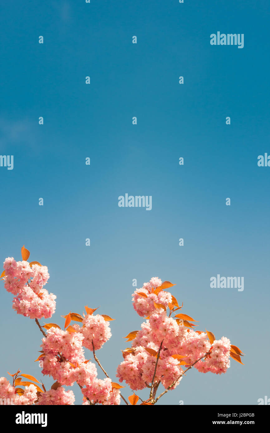 Pretty spring hi-res stock photography and images - Alamy