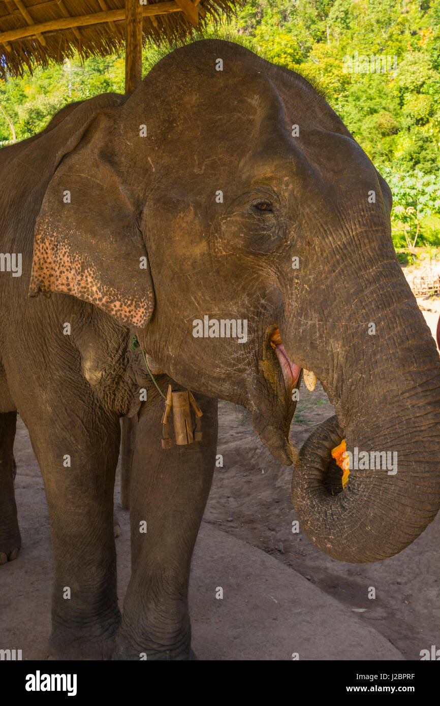 Myanmar. Shan State. Near Kalaw. Green Hill Valley Elephant Camp. An ...