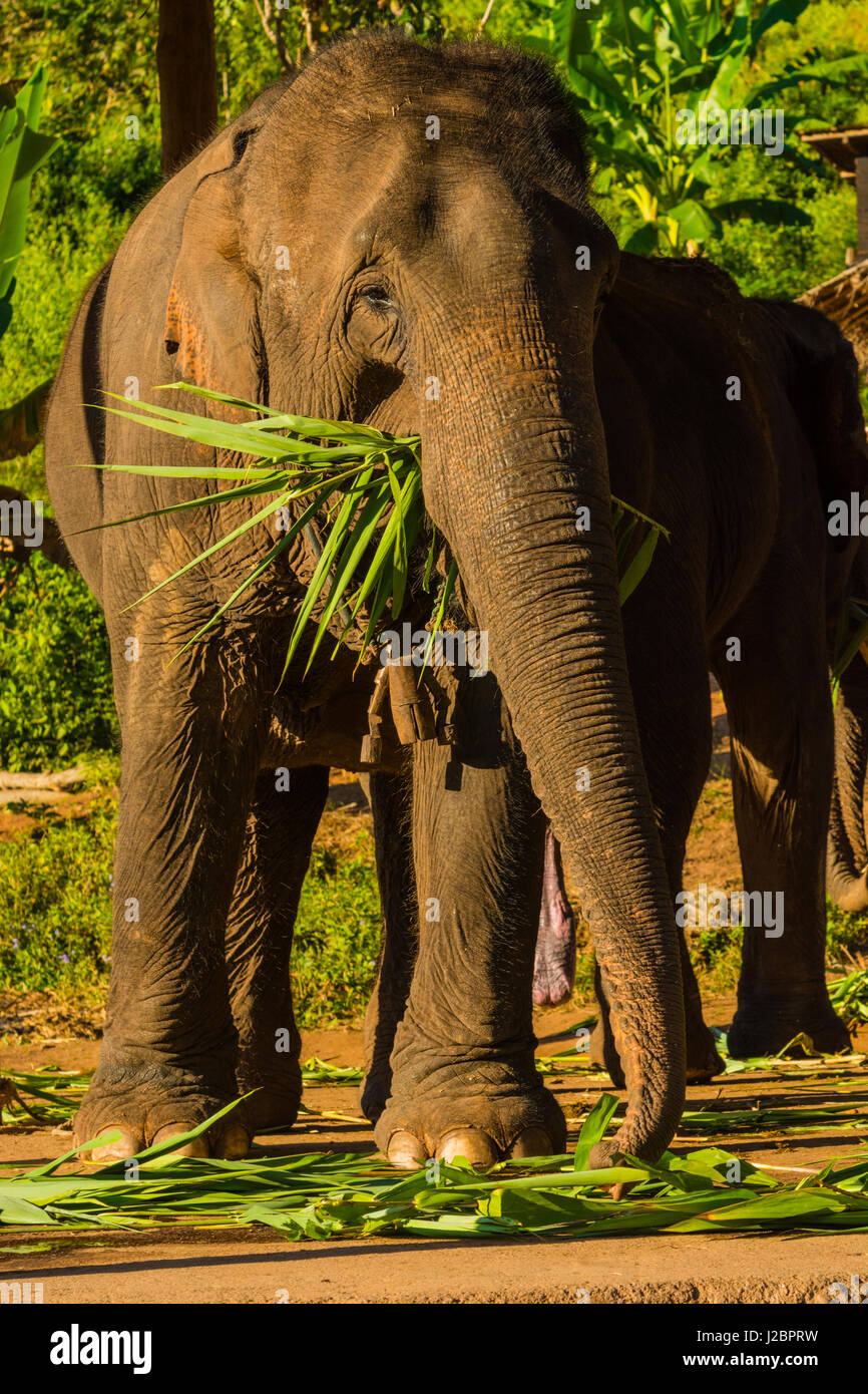 Elephant sanctuary myanmar hi-res stock photography and images - Alamy