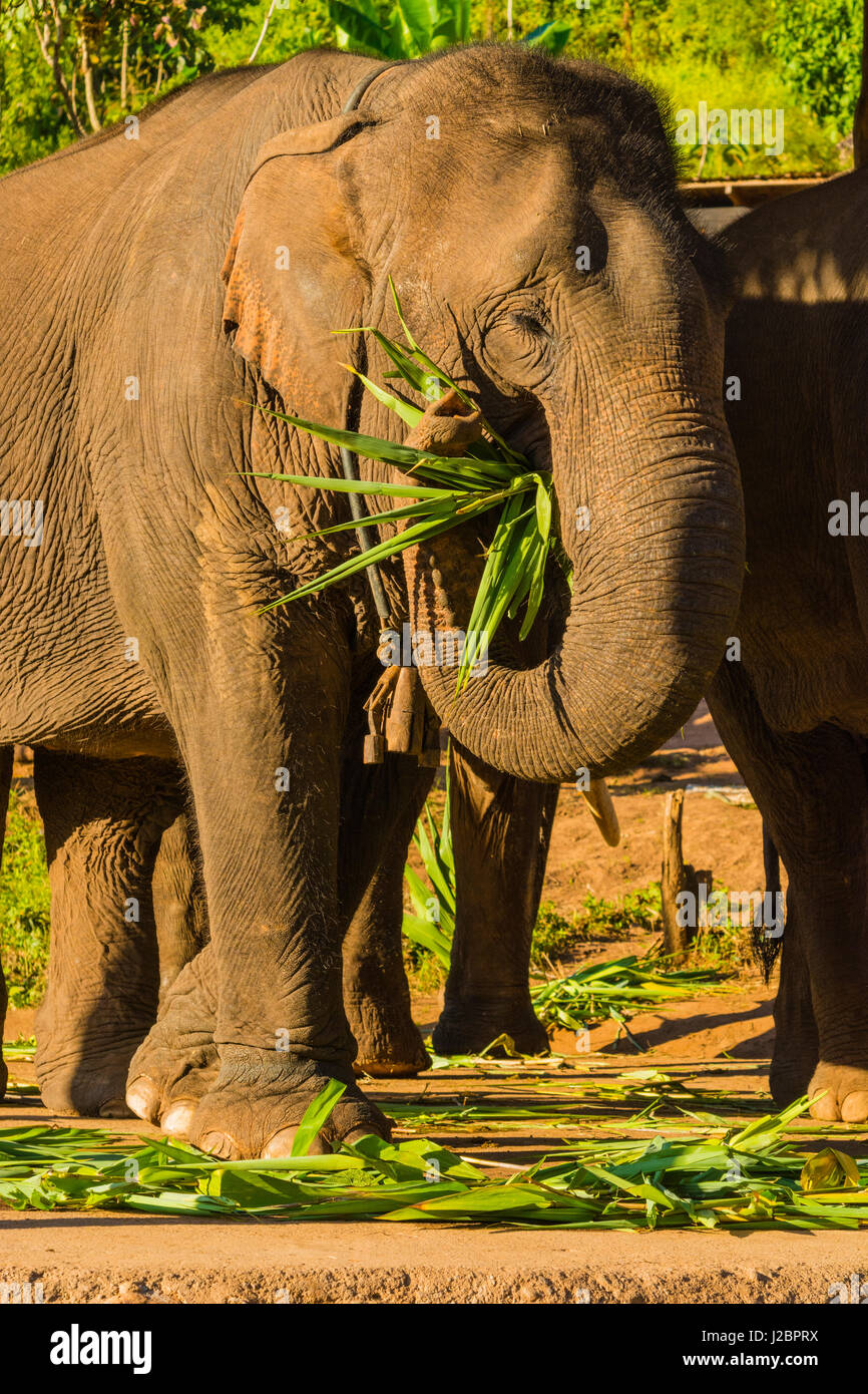 Elephant sanctuary myanmar hi-res stock photography and images - Alamy