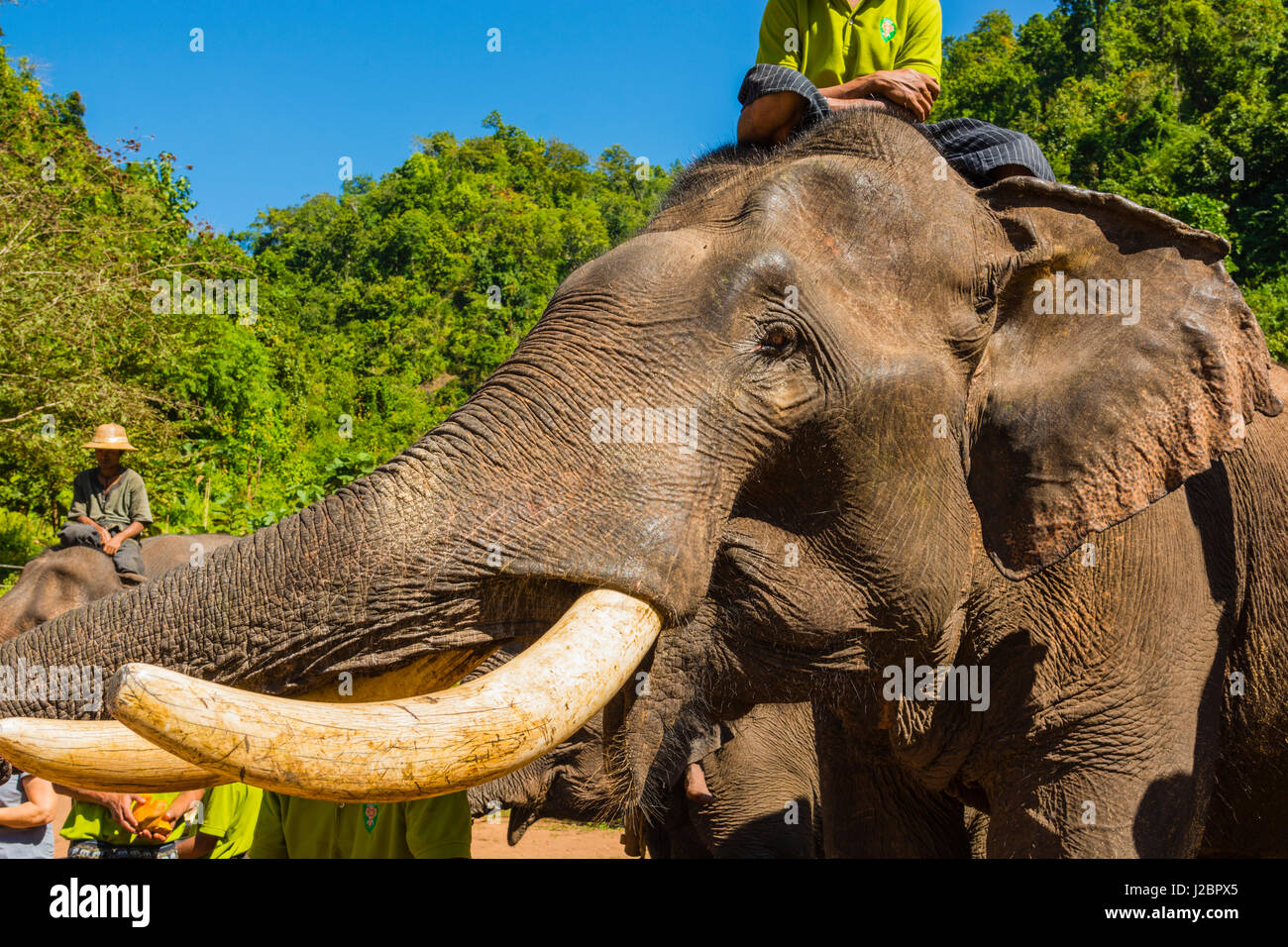 Myanmar. Shan State. Near Kalaw. Green Hill Valley Elephant Camp ...