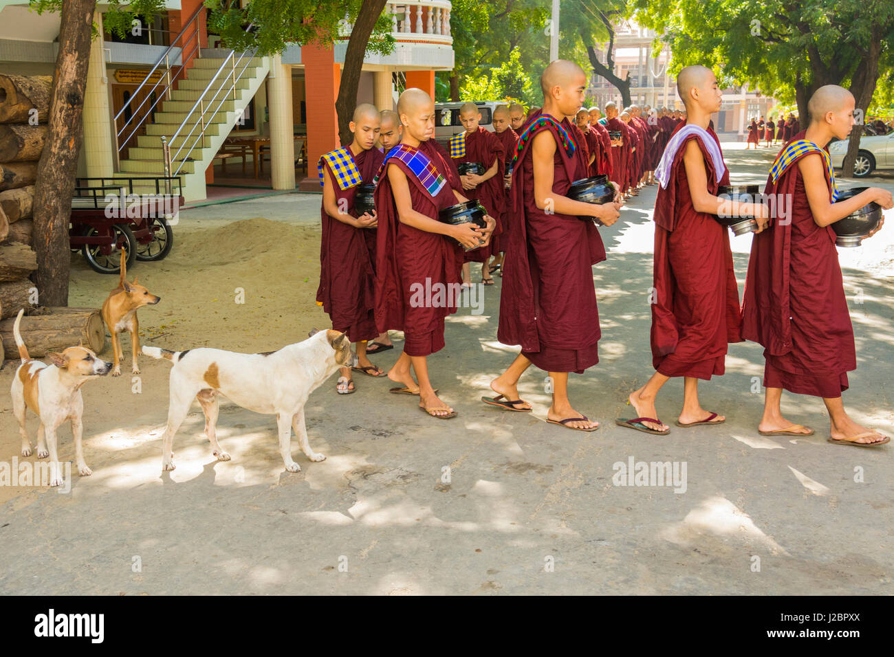 Myanmar. Mandalay. Maha Aung Myae Bone San Monastery. Local dogs watch ...