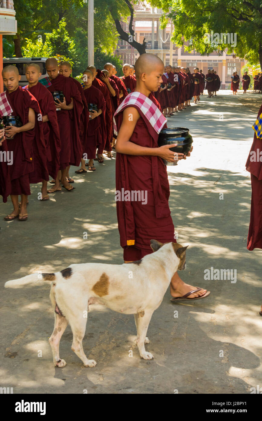 Myanmar. Mandalay. Maha Aung Myae Bone San Monastery. Local dogs watch ...