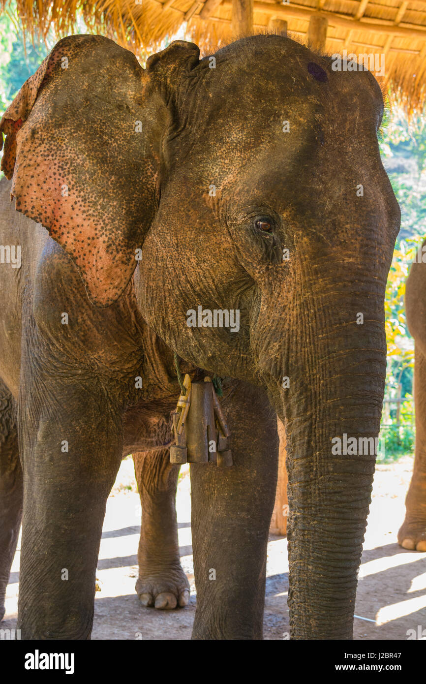 Myanmar. Shan State. Near Kalaw. Green Hill Valley Elephant Camp. Older ...