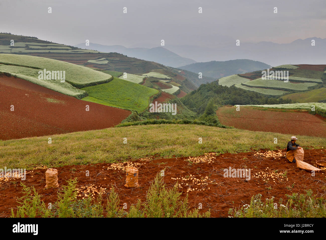 Harvesting potatoes in the Red Fields of Kunming Dongchuan Red Land ...