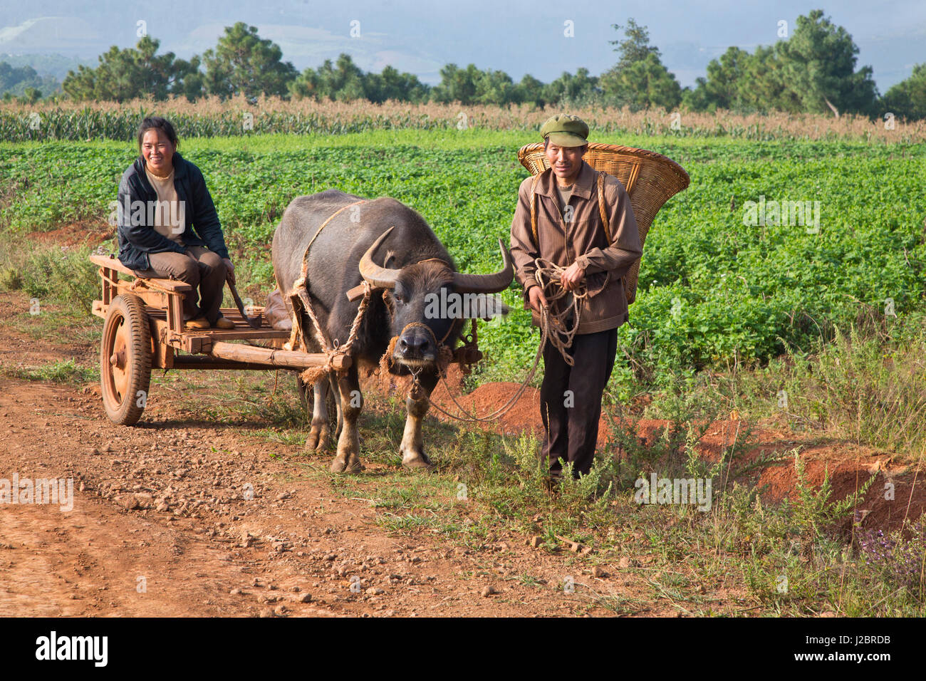 Ox cart and couple in fields Kunming Dongchuan Red Land, China Stock ...