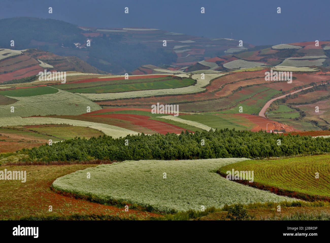 Kunming Dongchuan Red Land, China with crops in the red soil canola ...