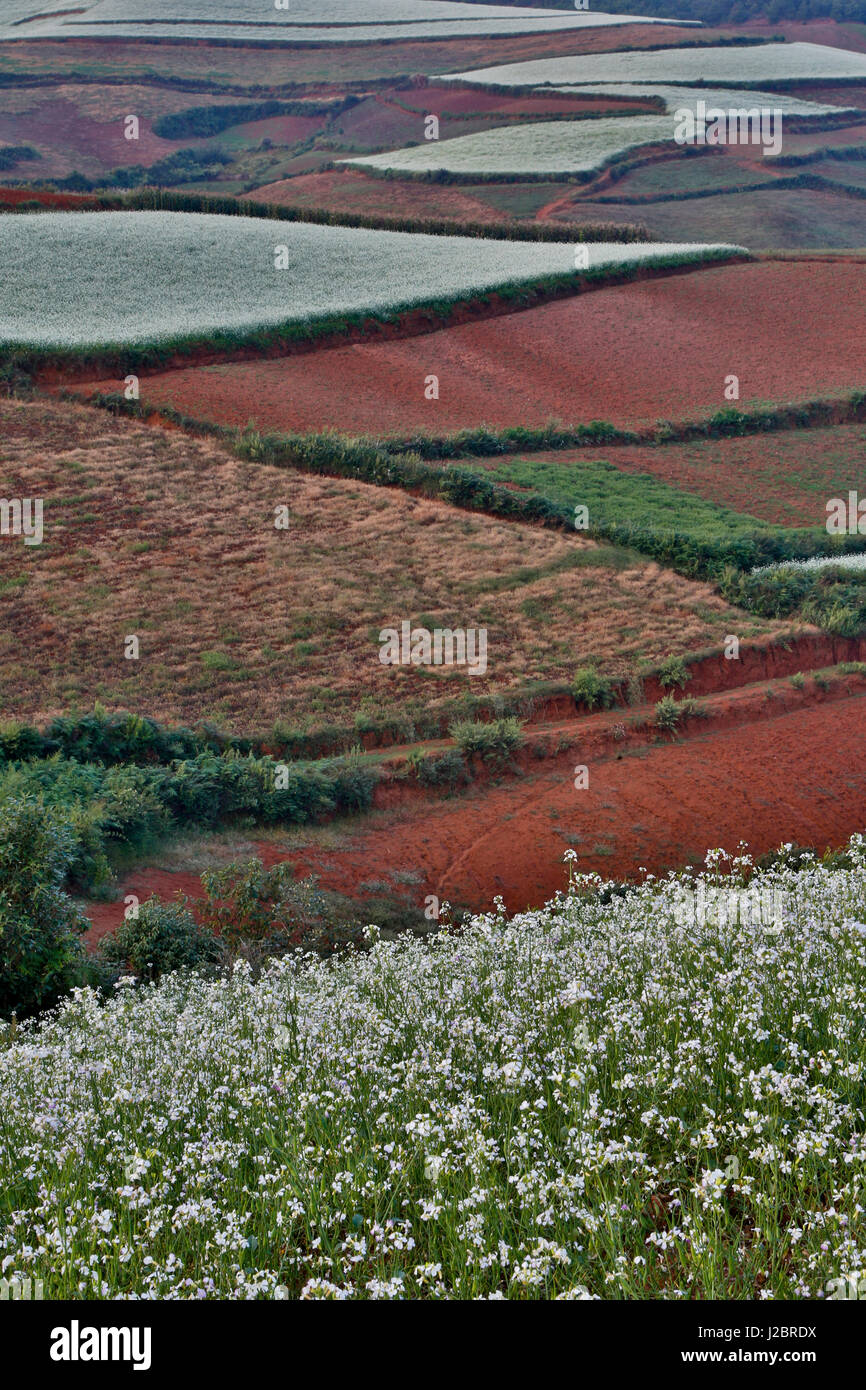 Kunming Dongchuan Red Land, China with crops in the red soil canola ...