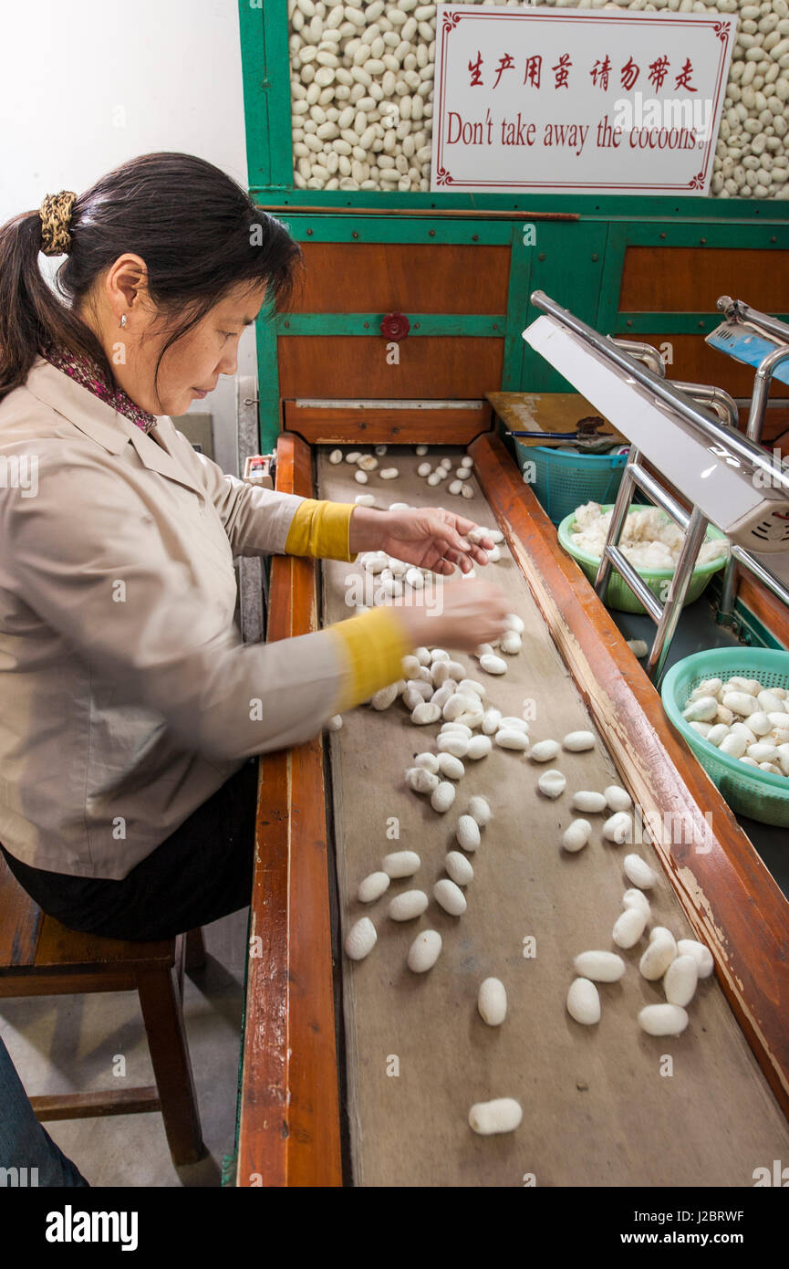 Sorting silk cocoons at the Silk Spinning Mill Suzhou, China Stock ...