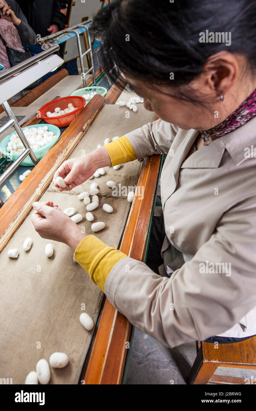 Sorting silk cocoons at the Silk Spinning Mill Suzhou, China Stock ...