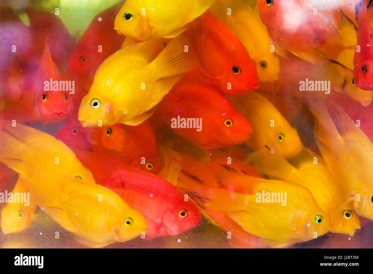 Goldfish vendor hi-res stock photography and images - Alamy