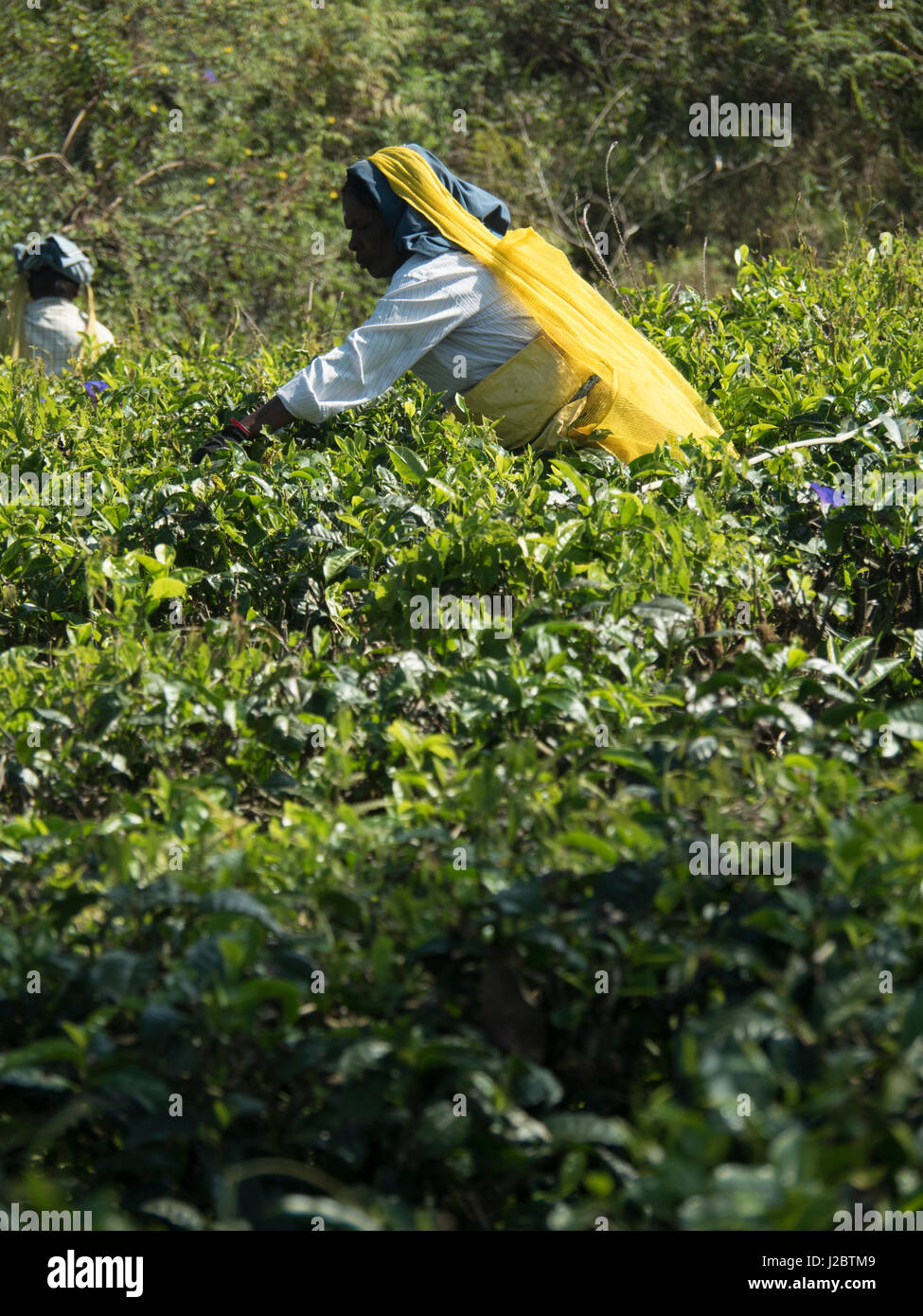 Valparai tea plantation hi-res stock photography and images - Alamy