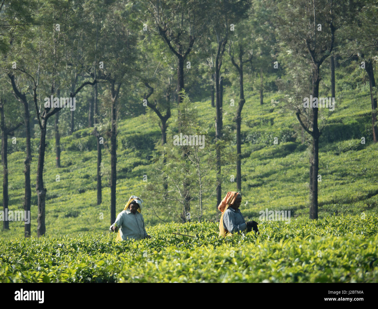 Valparai tea plantation hi-res stock photography and images - Alamy
