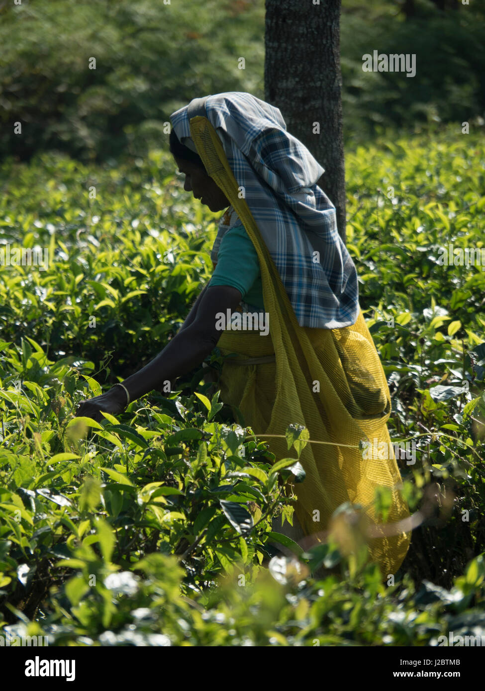 Valparai tea plantation hi-res stock photography and images - Alamy