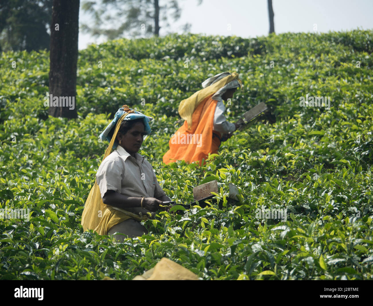 Valparai tea plantation hi-res stock photography and images - Alamy
