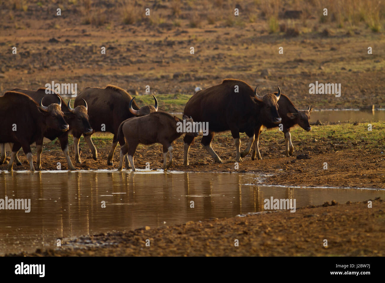 Group of indian wild gaur hi-res stock photography and images - Alamy