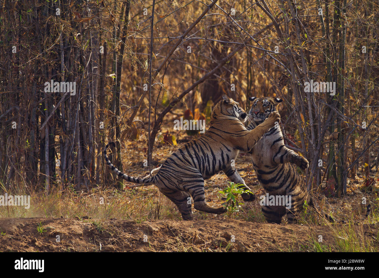 Bengal tigers fighting hi-res stock photography and images - Alamy