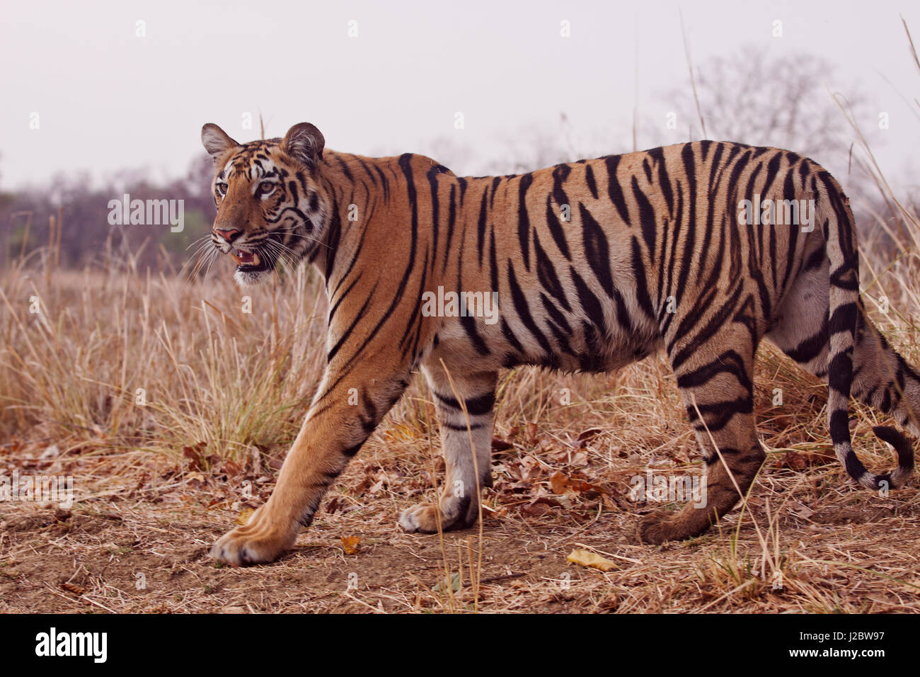 Royal bengal tiger in grassland hi-res stock photography and images - Alamy
