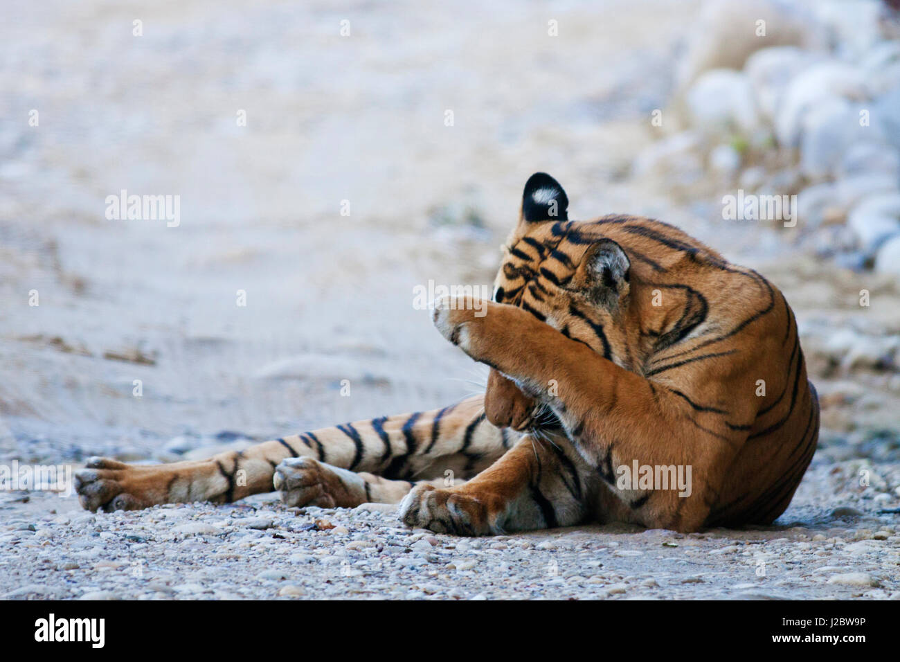 Royal Bengal Tiger (male) on the riverbed of Ramganga river, Corbett ...