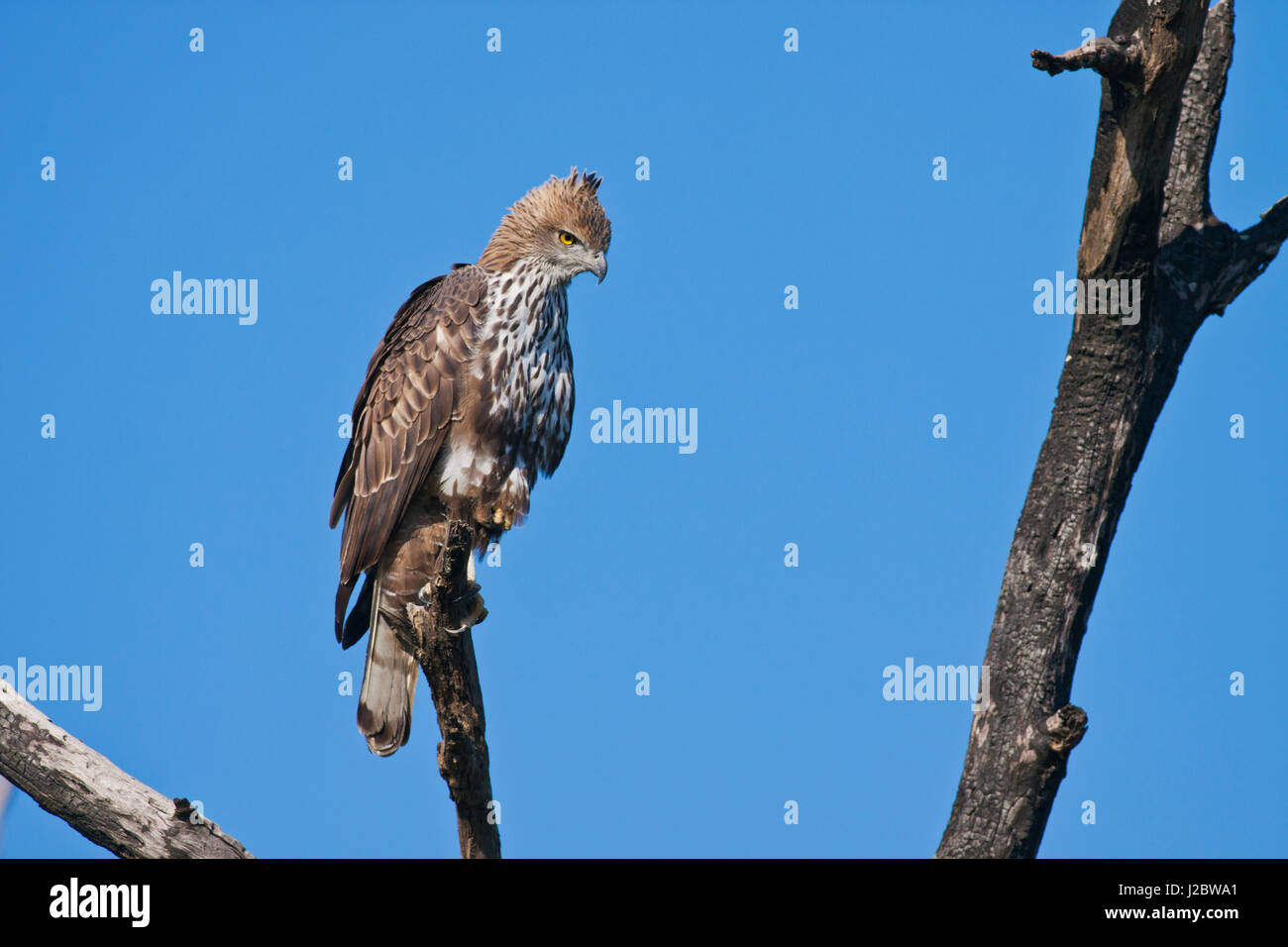 Changeable Hawk Eagle, Corbett National Park, India Stock Photo - Alamy