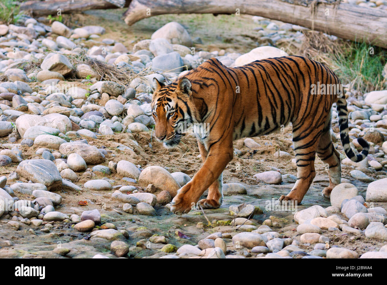 Royal Bengal Tiger (male) on the riverbed of Ramganga river, Corbett ...