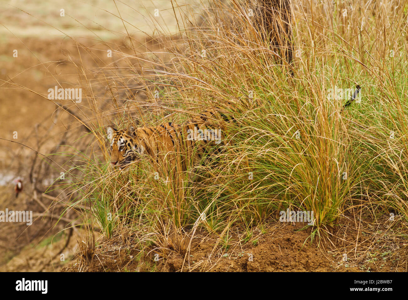 Royal Bengal Tiger in the bush, Tadoba Andheri Tiger Reserve, India ...