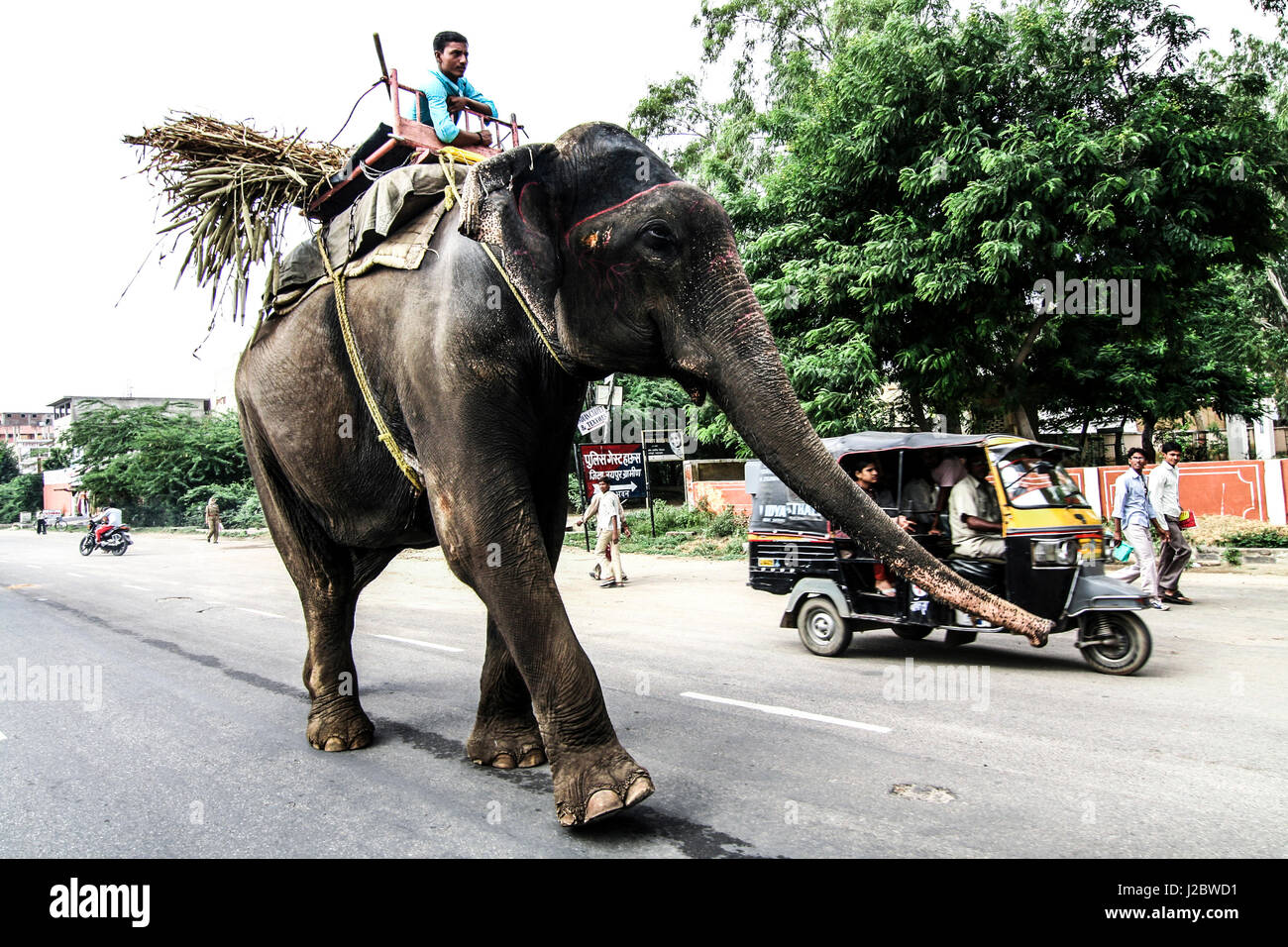 Jaipur, Rajasthan, India. Man rides elephant along side a people filled ...
