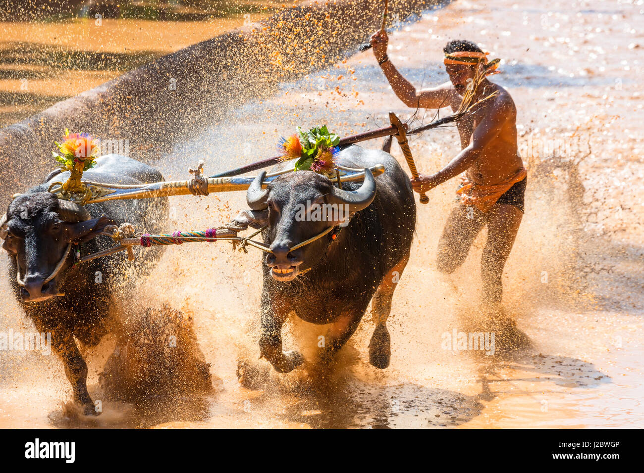 Kambala, traditional buffalo racing, Kerala, India Stock Photo - Alamy