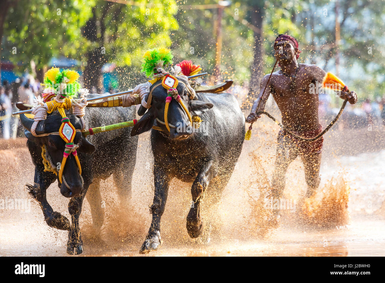 Kambala, traditional buffalo racing, Kerala, India Stock Photo - Alamy