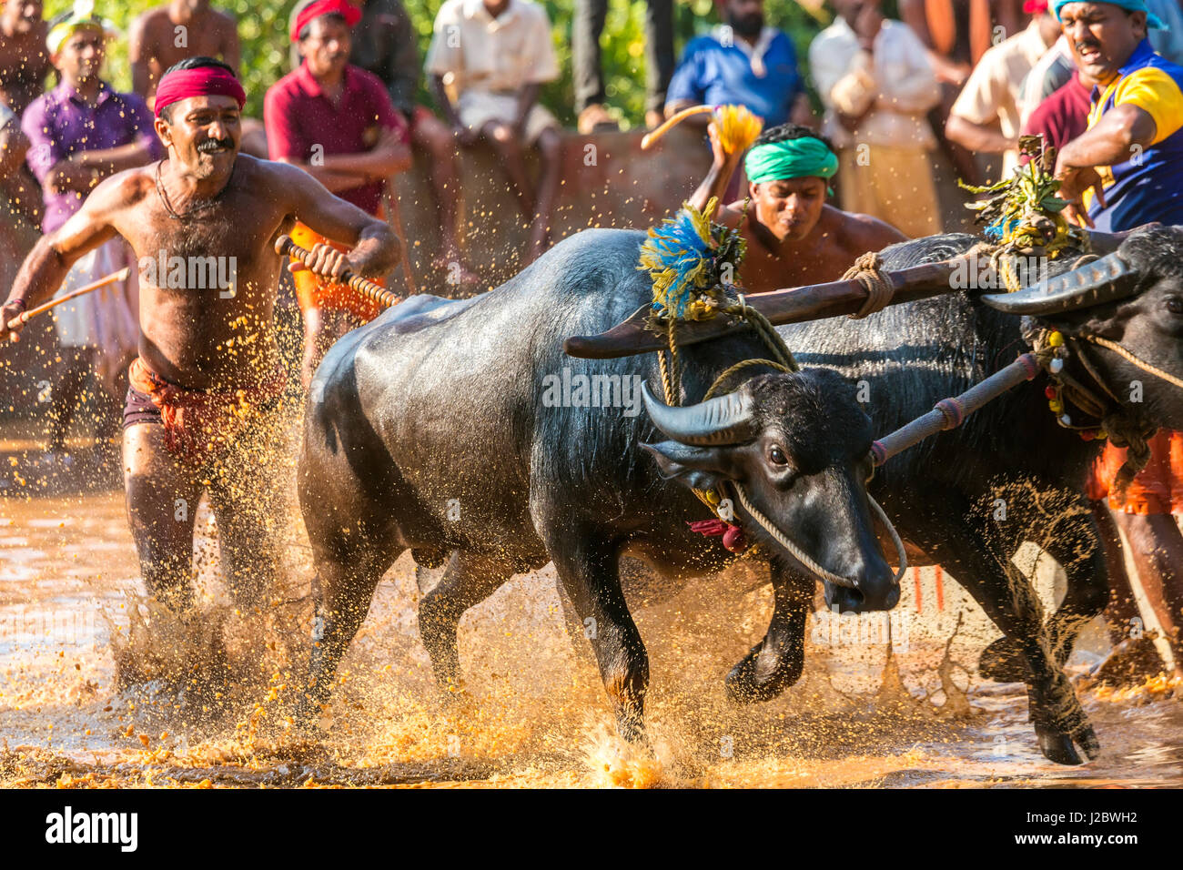 Kambala, traditional buffalo racing, Kerala, India Stock Photo - Alamy
