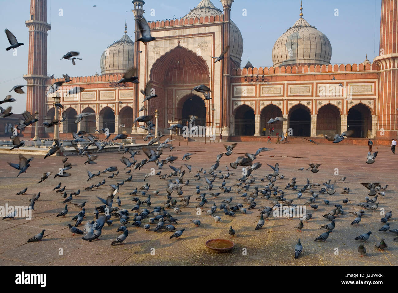 Pigeons in mosque, Jama Masjid Mosque, Delhi, India Stock Photo - Alamy