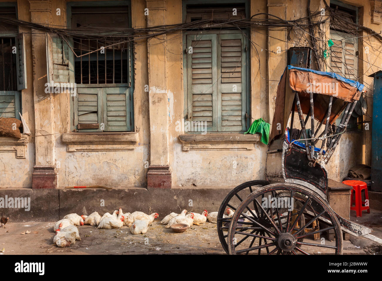 Building chickens hi-res stock photography and images - Alamy